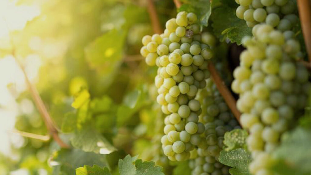 7 most important grape varieties in the world – FRODOER DRINKS ACADEMY