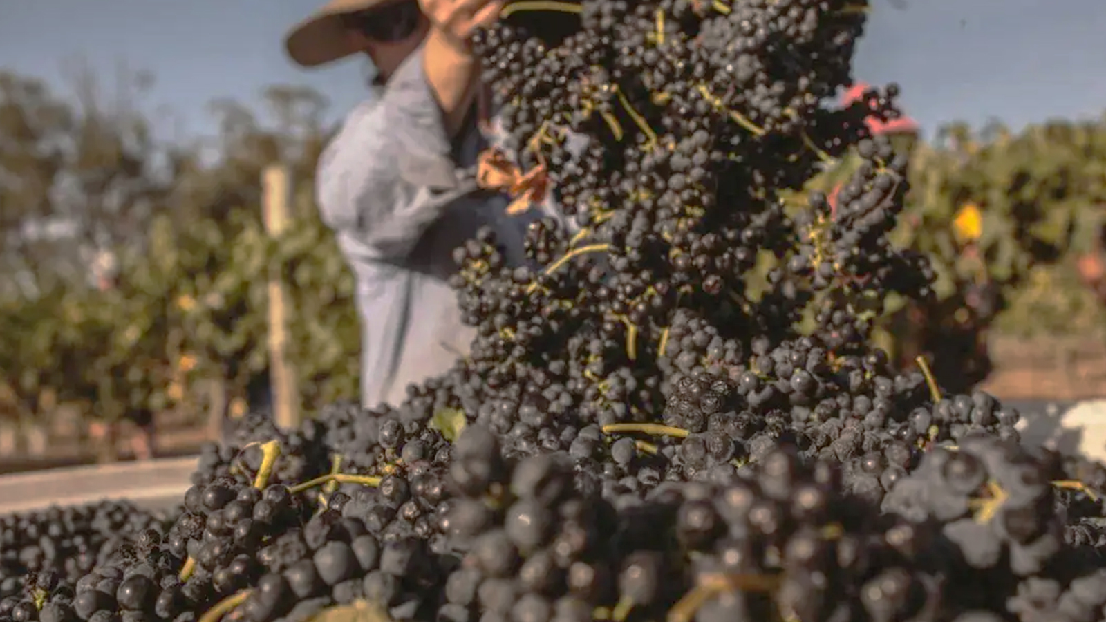 Red winemaking process – FRODOER DRINKS ACADEMY