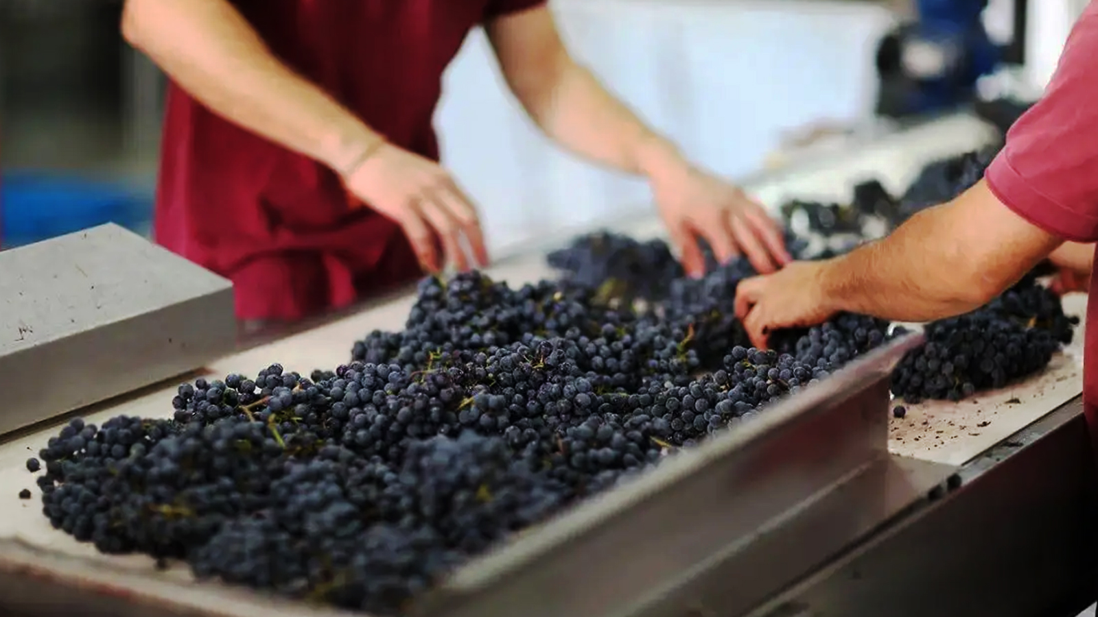 Red winemaking process – FRODOER DRINKS ACADEMY